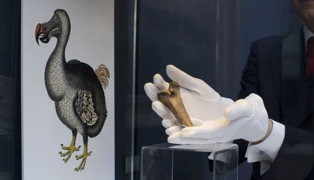 Tham vọng hồi sinh loài chim dodo