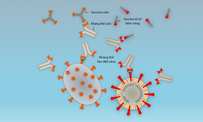 Các bước virus Corona tấn công tế bào người