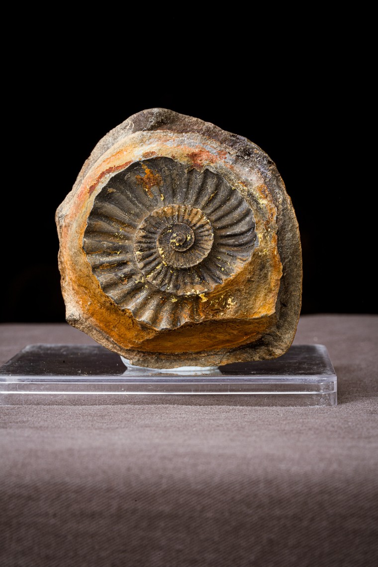 Hóa thạch cúc đá - Lưu giữ triệu năm trong lớp vỏ xoắn ốc